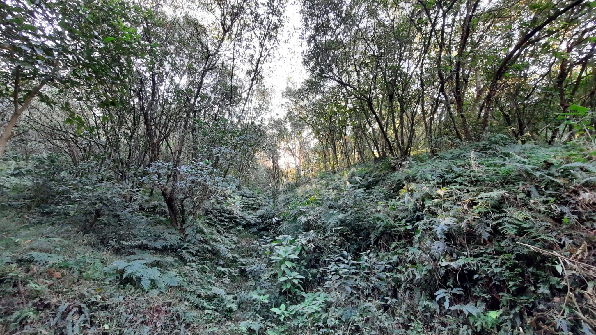 Latpanchar Birdwatching Guide and Latpanchar Homestay