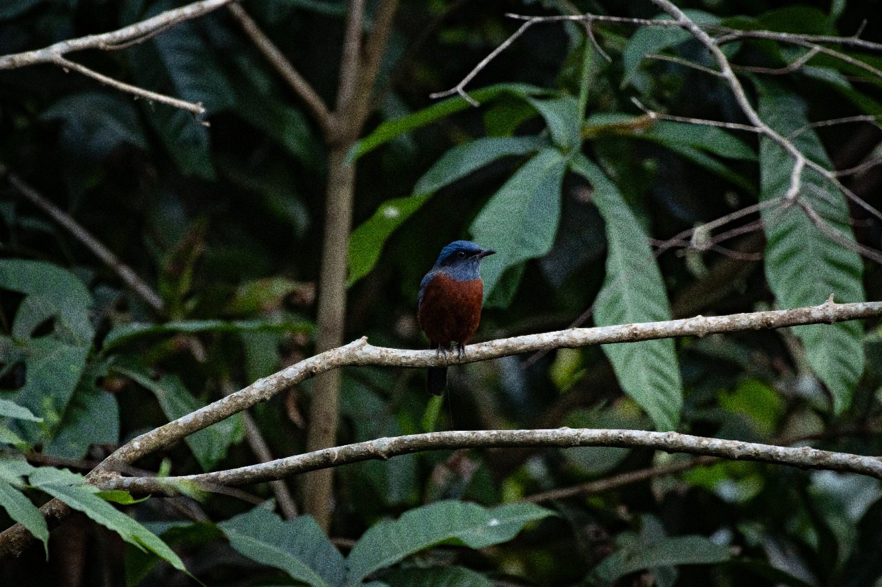 Latpanchar Birdwatching Guide and Latpanchar Homestay