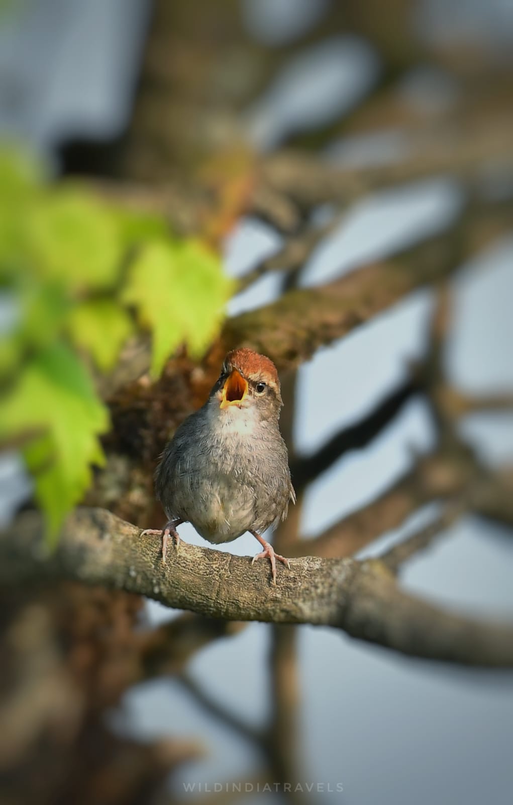 Birds of Singalila National Park - WildIndiaTravels
