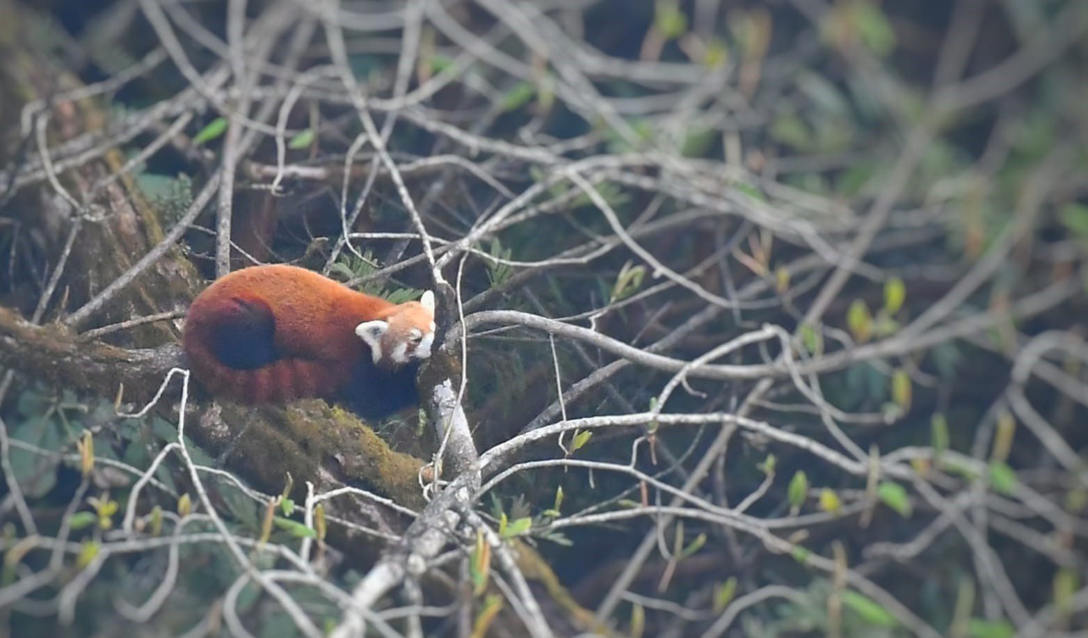 Birds of Singalila National Park - WildIndiaTravels