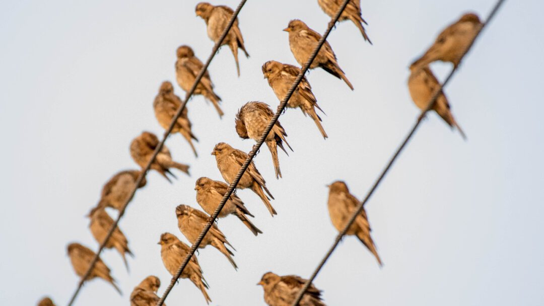 Birds of Singalila National Park - WildIndiaTravels